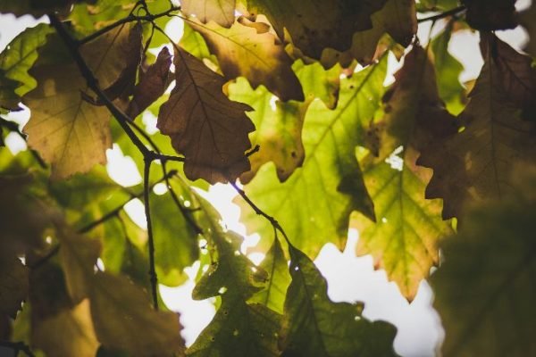 Oak Tree Types: Identification, Wildlife Value, And Fit