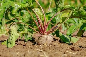 Beet Plant Growth Timeline: Timing Root Swelling And Harvest