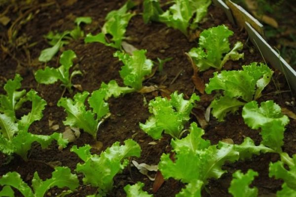 Lettuce Growth Stages - Catch Peak Flavor Before It Fades