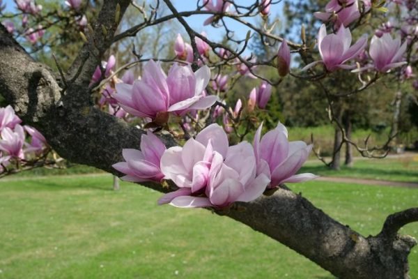 Magnolia Trees – Types, Growth Tips, and Seasonal Beauty