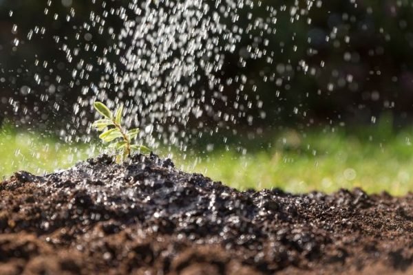 Understanding Plant Water Needs – Watering by Growth Stage