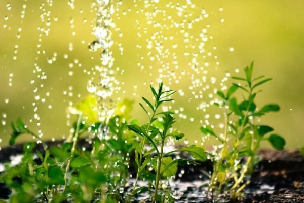 Identifying Signs of Overwatering in Plants