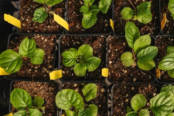 Spinach Growth Stages Guide: From Germination to Harvest