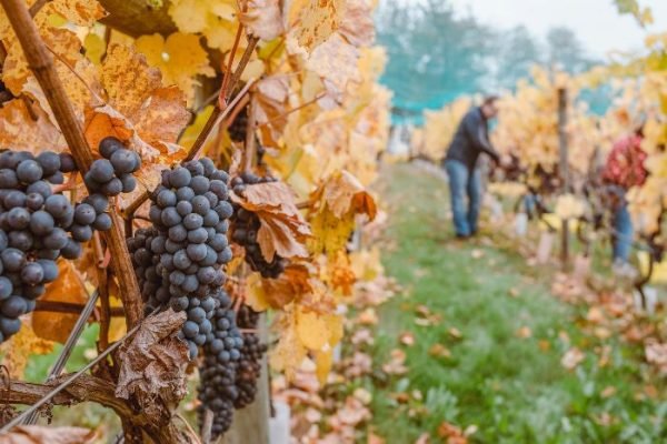 Starting a Vineyard - How to Grow Grapes from Scratch