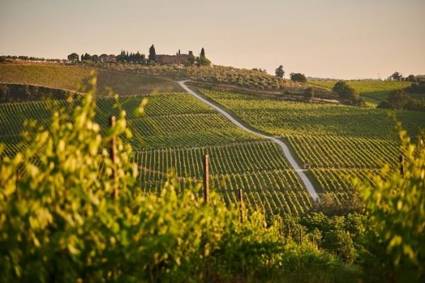 Beginner's Guide to Starting a Vineyard - Growing Grapes