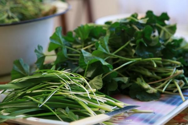 Arugula Growth Stages: Harvest Timing and Flavor