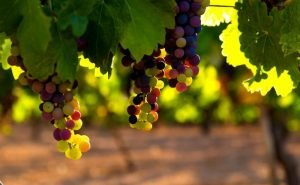 Beginner's Guide to Starting a Vineyard - Growing Grapes