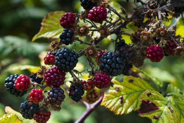 Grow Blackberries | Antioxidants for Cognitive Health