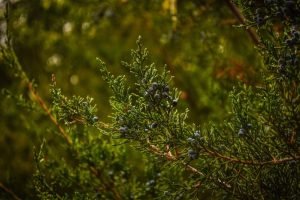 Wind-Resistant Plants for Exposed Gardens: What Really Works