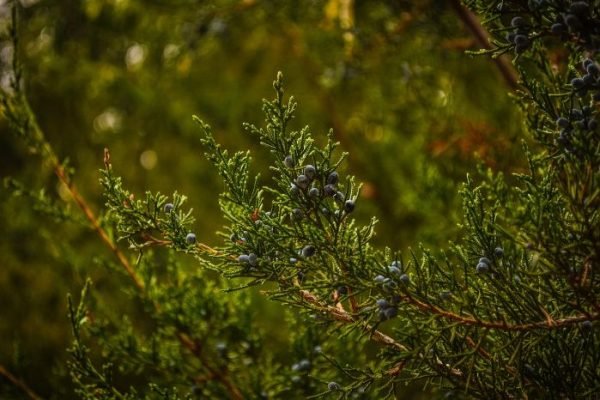 Wind-Resistant Plants for Exposed Gardens: What Really Works